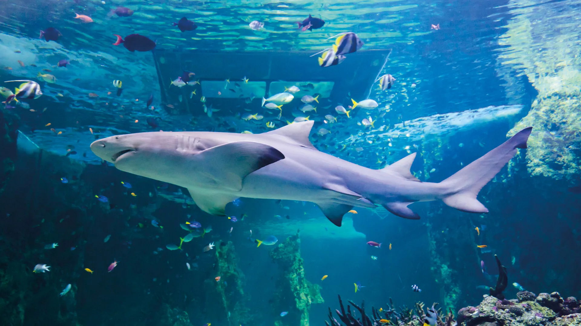 Shark Exhibit & Tunnel | SEA LIFE® Carlsbad Aquarium